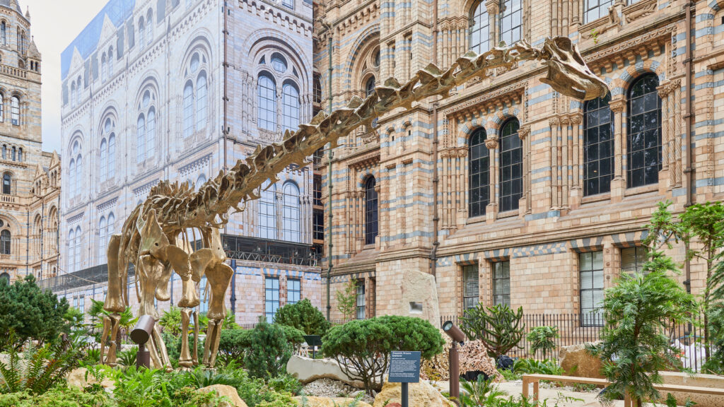 Macalloy | Dipolodocus, Fern, The Natural History Museum, London
